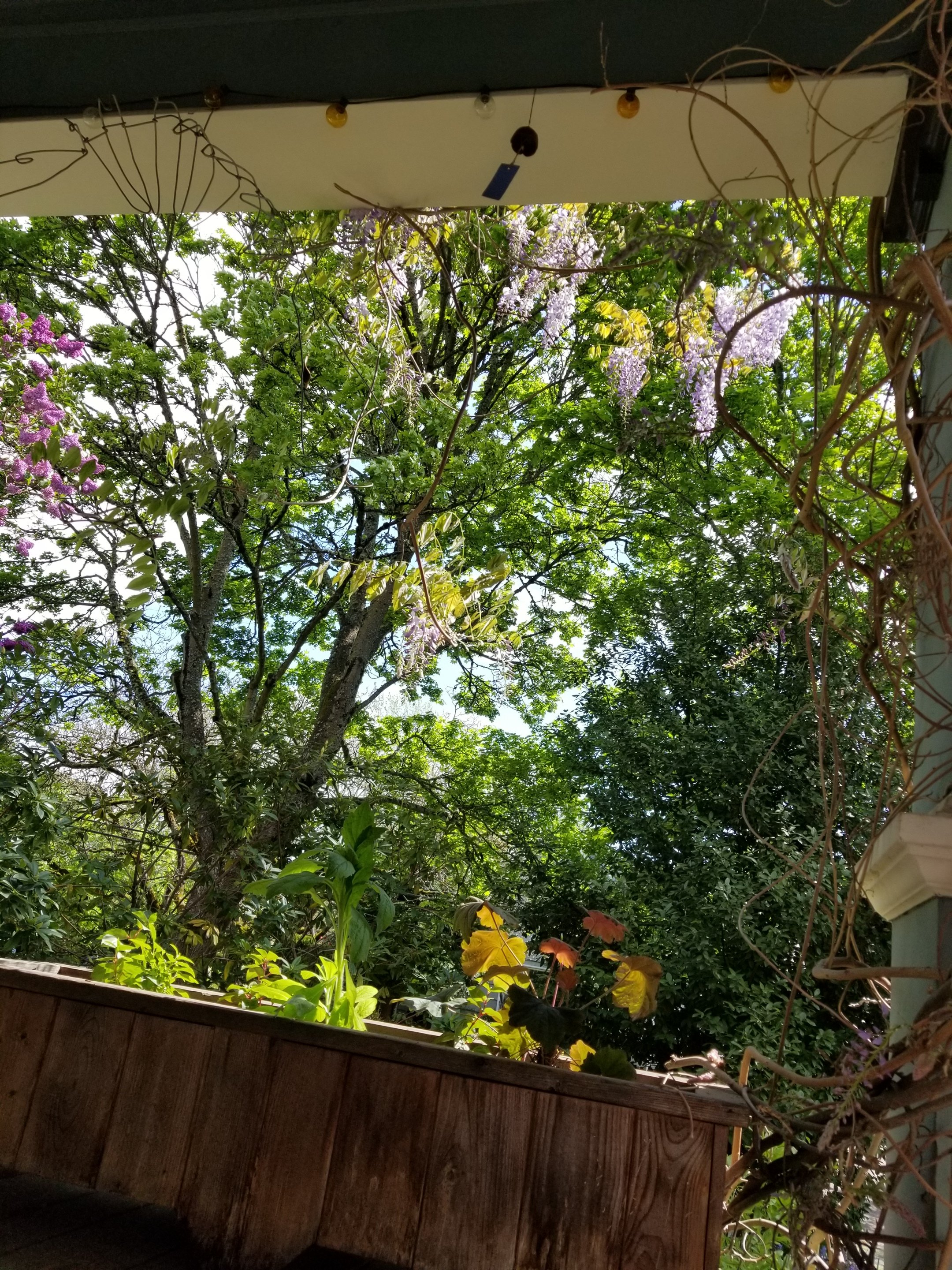 Summertime on Sauvies Island – eyeamdust